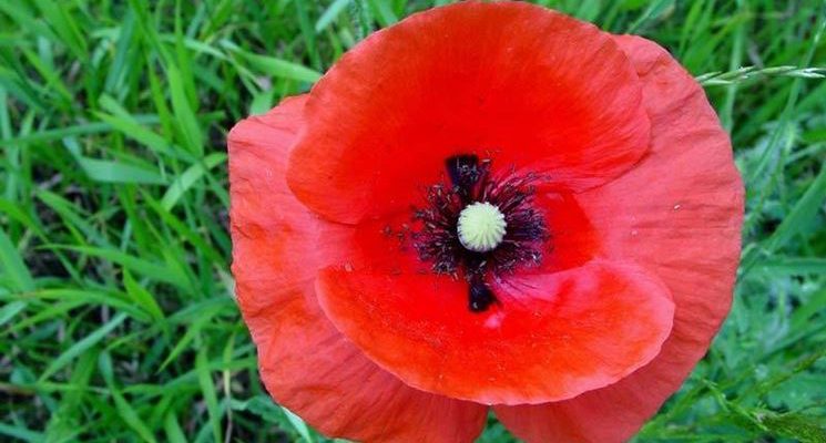 La vera storia del Papavero Blue - Key4biz